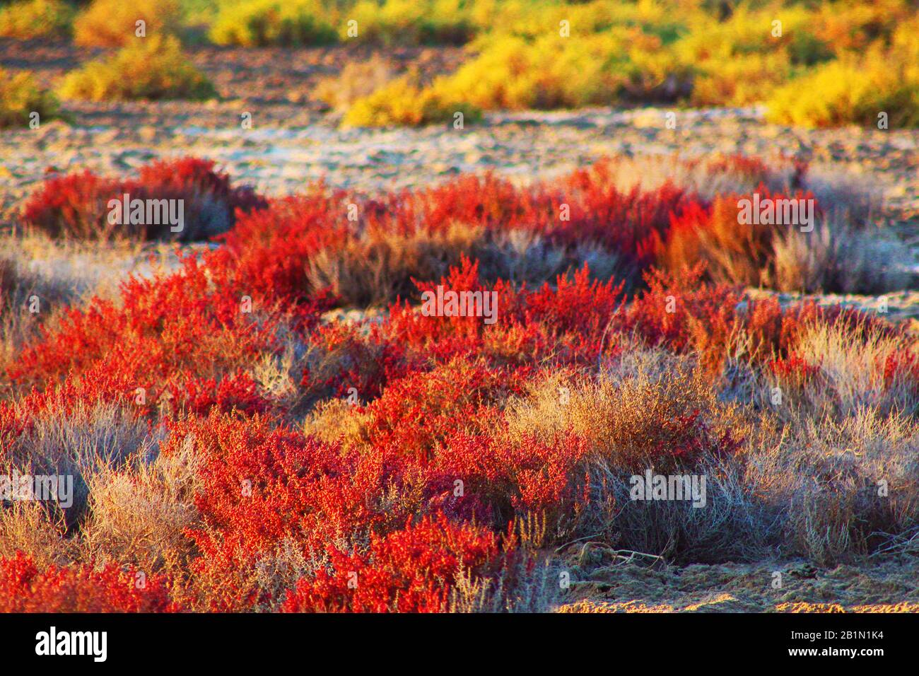 beautiful Arabian desert plants in winter scenery Stock Photo - Alamy