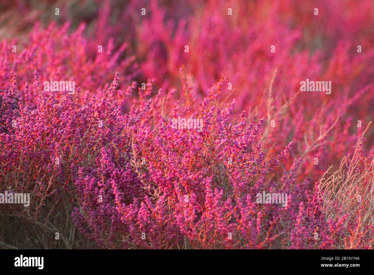 Desert plants qatar hi-res stock photography and images - Alamy