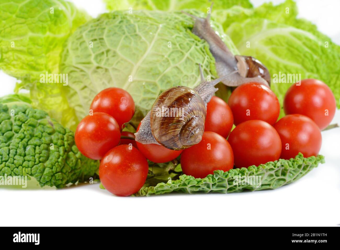 Savoy cabbage and other vegetables with snails on white background ...