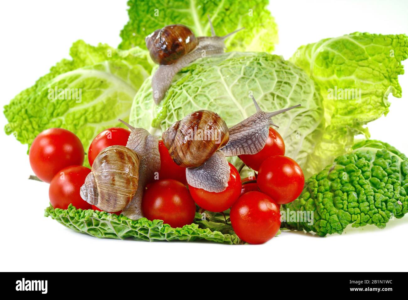 Savoy cabbage and other vegetables with snails on white background ...