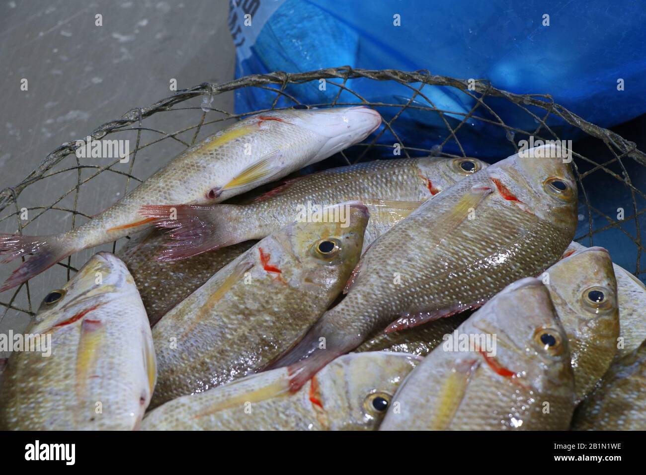 Sherry fish hi-res stock photography and images - Alamy