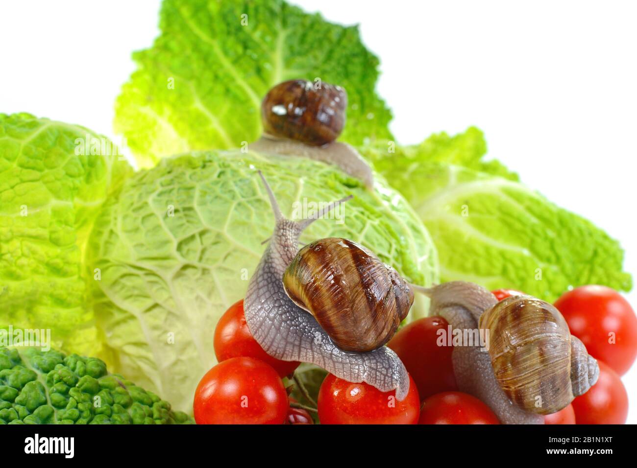Savoy cabbage and other vegetables with snails on white background ...