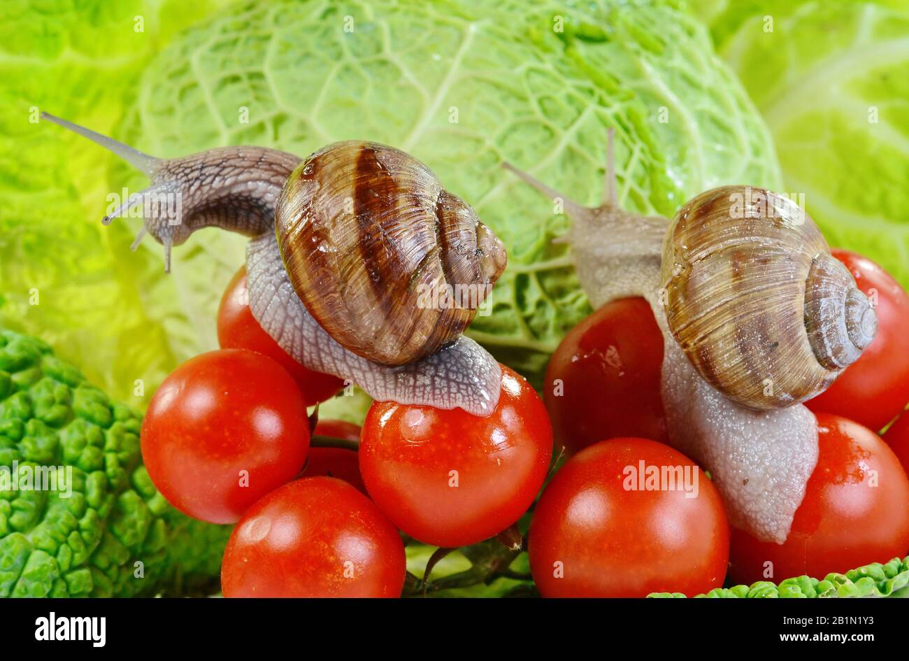 Savoy cabbage and other vegetables with snails on white background ...