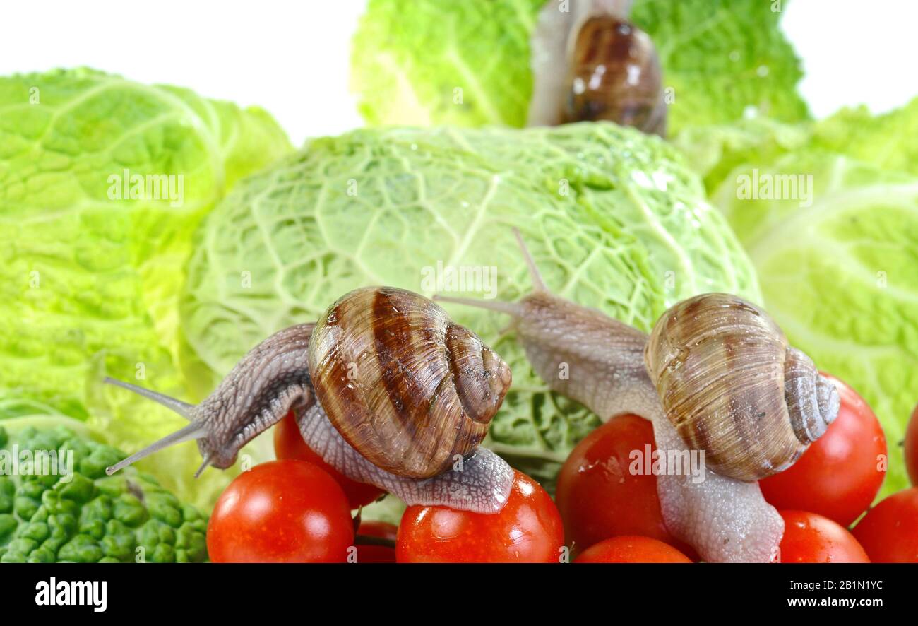 Savoy cabbage and other vegetables with snails on white background ...