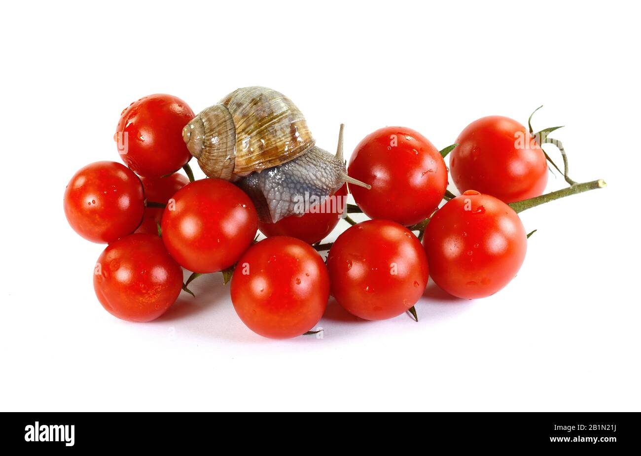 snails on a red tomatoes Stock Photo - Alamy