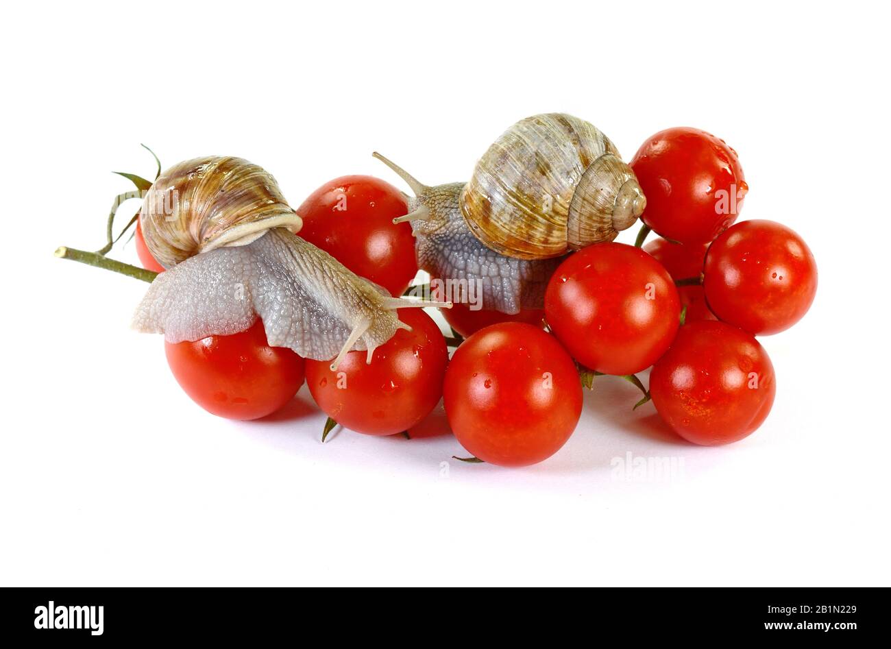 snails on a red tomatoes Stock Photo - Alamy
