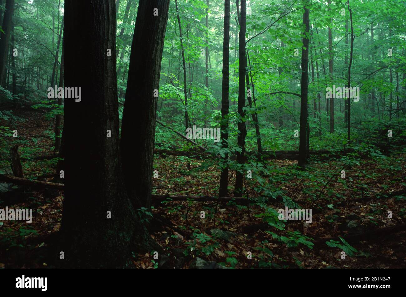 Maples in forest, Ragged Mountain Preserve, Connecticut Stock Photo - Alamy