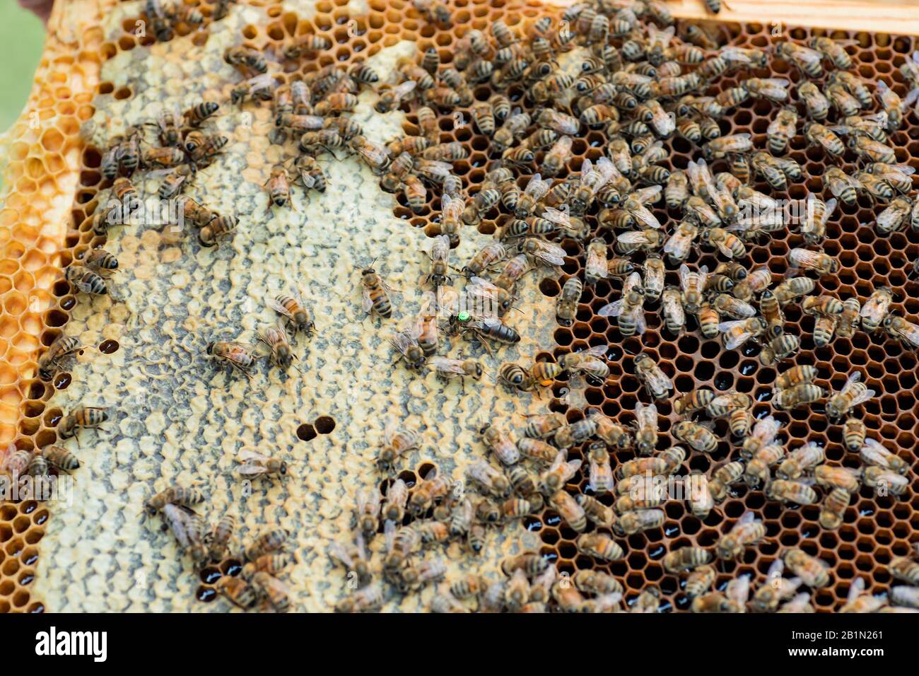 selected breeder queen with green mark on back on frame with nurse bee ...
