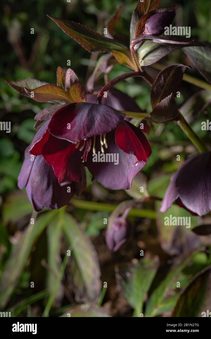 Very dark hellebore flower hi-res stock photography and images - Alamy