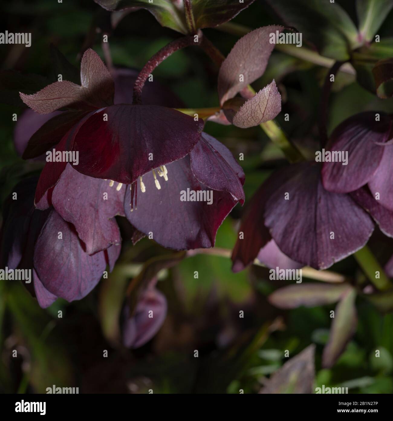 Very Dark Hellebore Flower High Resolution Stock Photography and Images ...