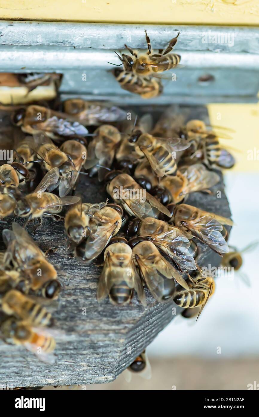 Guard bees hi-res stock photography and images - Alamy