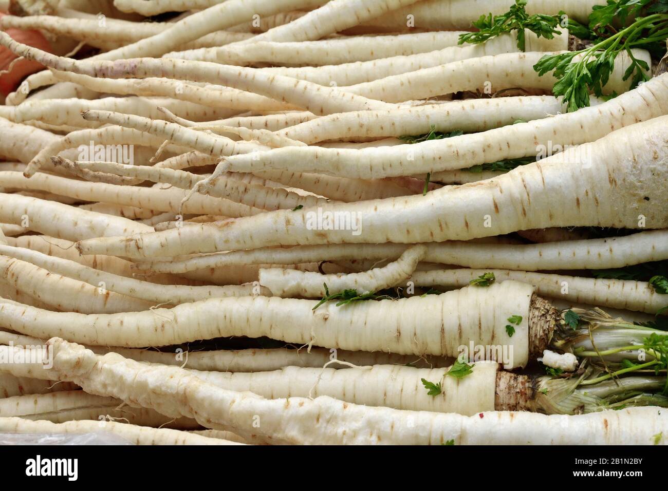 Fresh, parsnips at the weekly market. A bunch of parsnip. Full frame of ...