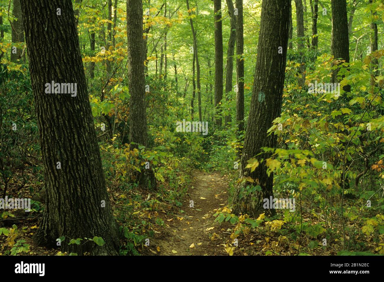 Cockaponset Trail, Cockaponset State Forest, Connecticut Stock Photo ...