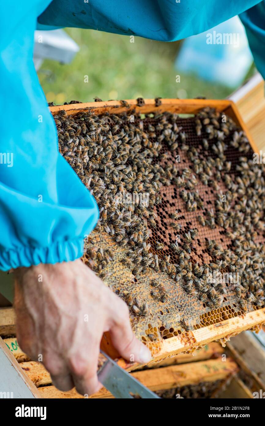 beekeeper with tool for pushing the frames in hands holds frame with ...
