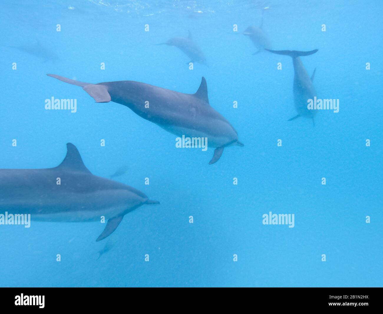 Flock of dolphins playing in the blue water near Mafushi island ...