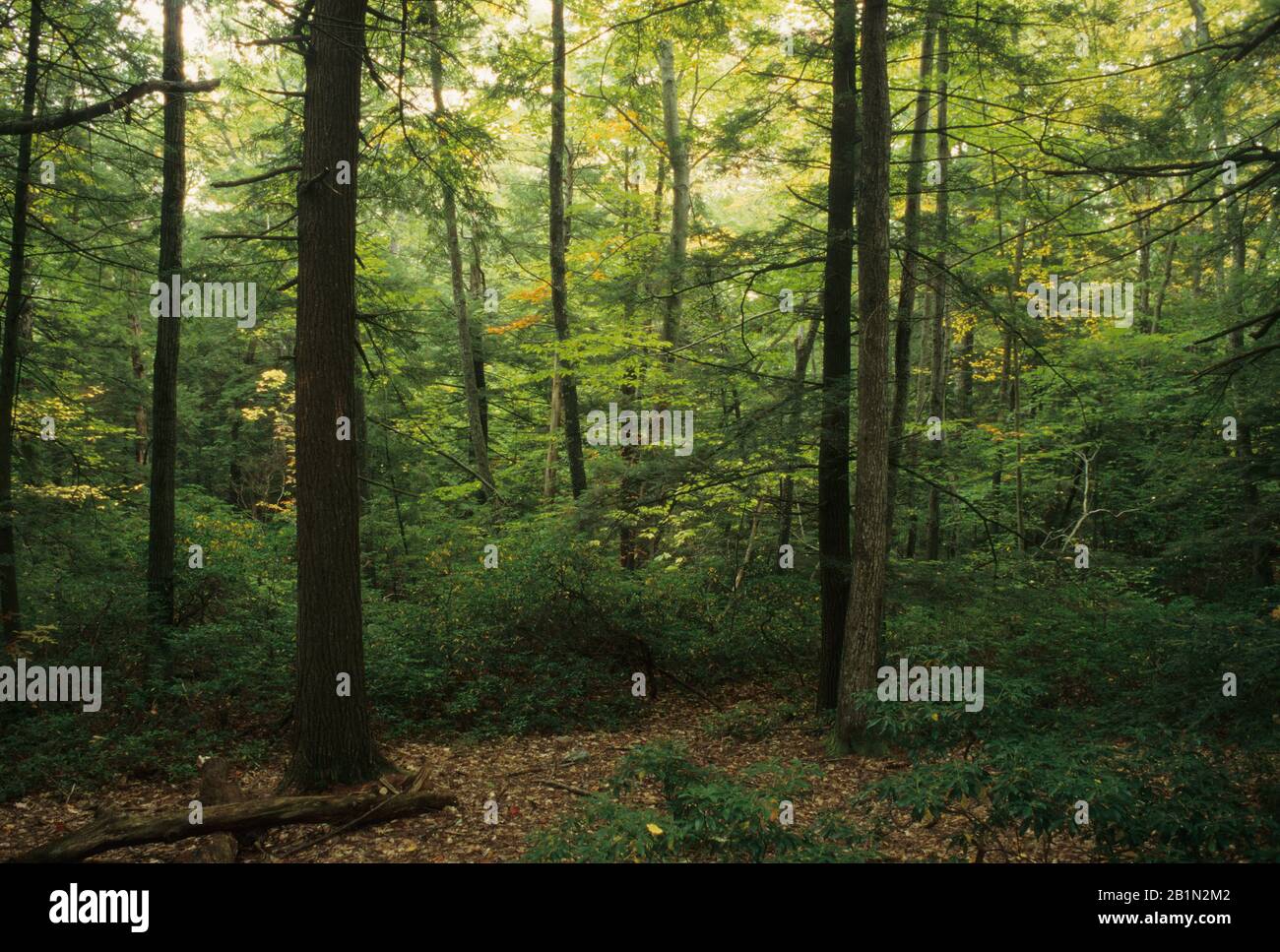 Hardwood forest, Peoples State Forest, Connecticut Stock Photo - Alamy