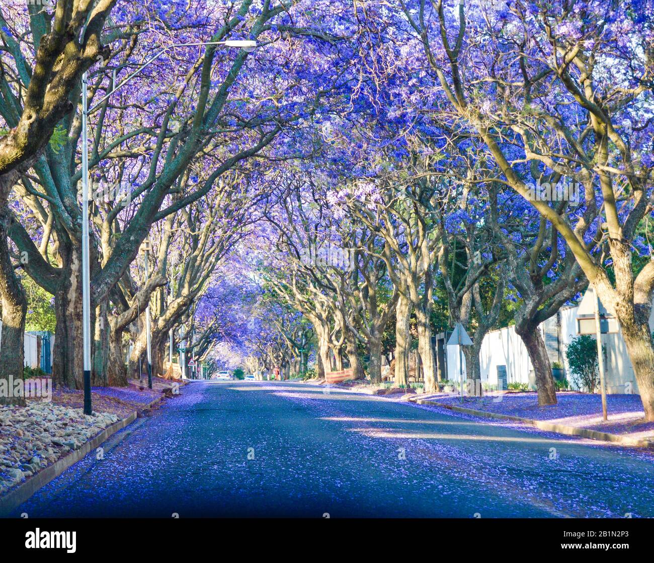 Purple blue Jacaranda - mimosifolia bloom in Johannesburg streets ...