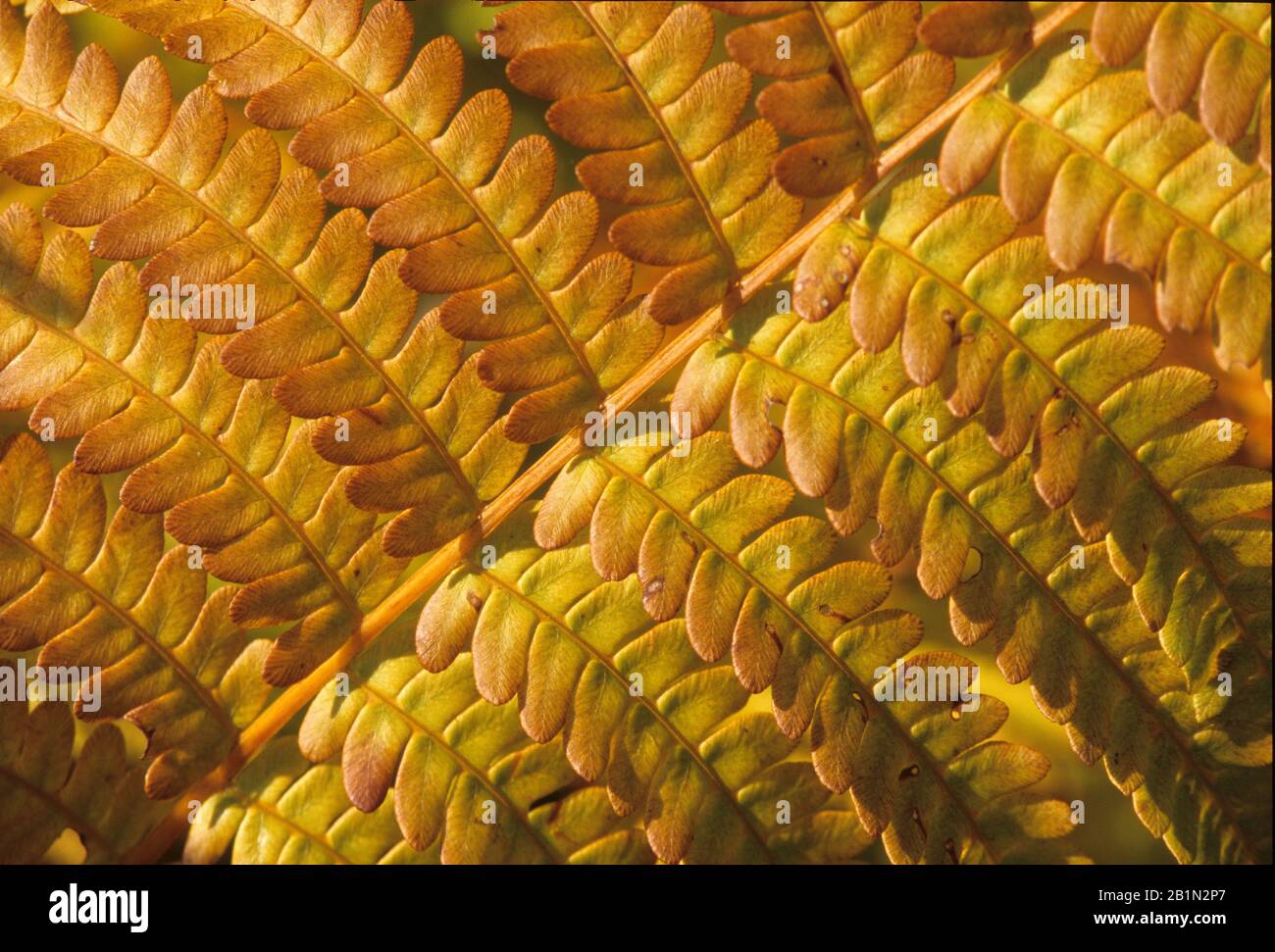 Fern in autumn, Sharon Audubon Sanctuary, Connecticut Stock Photo - Alamy