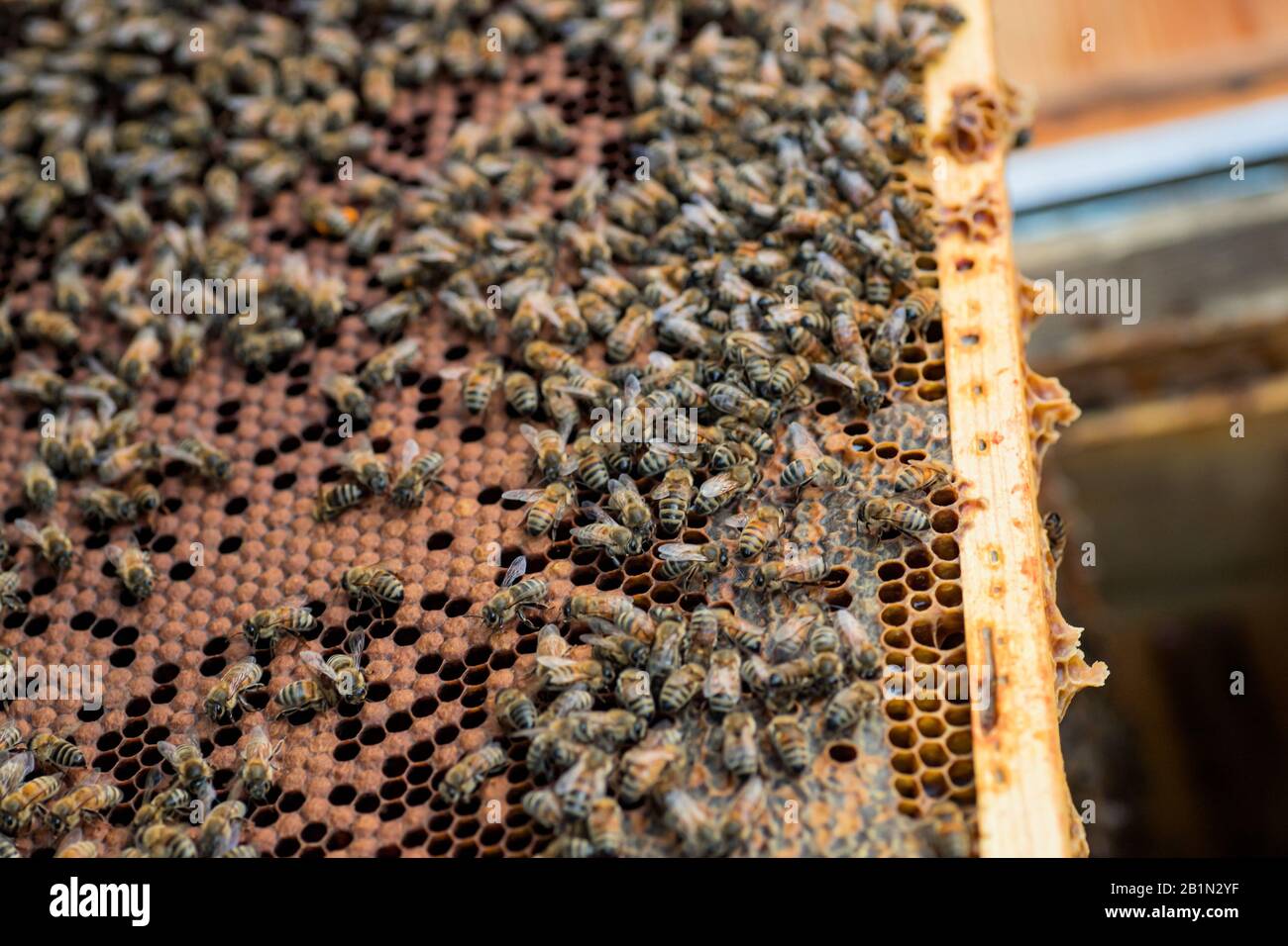 Brood pattern hi-res stock photography and images - Alamy