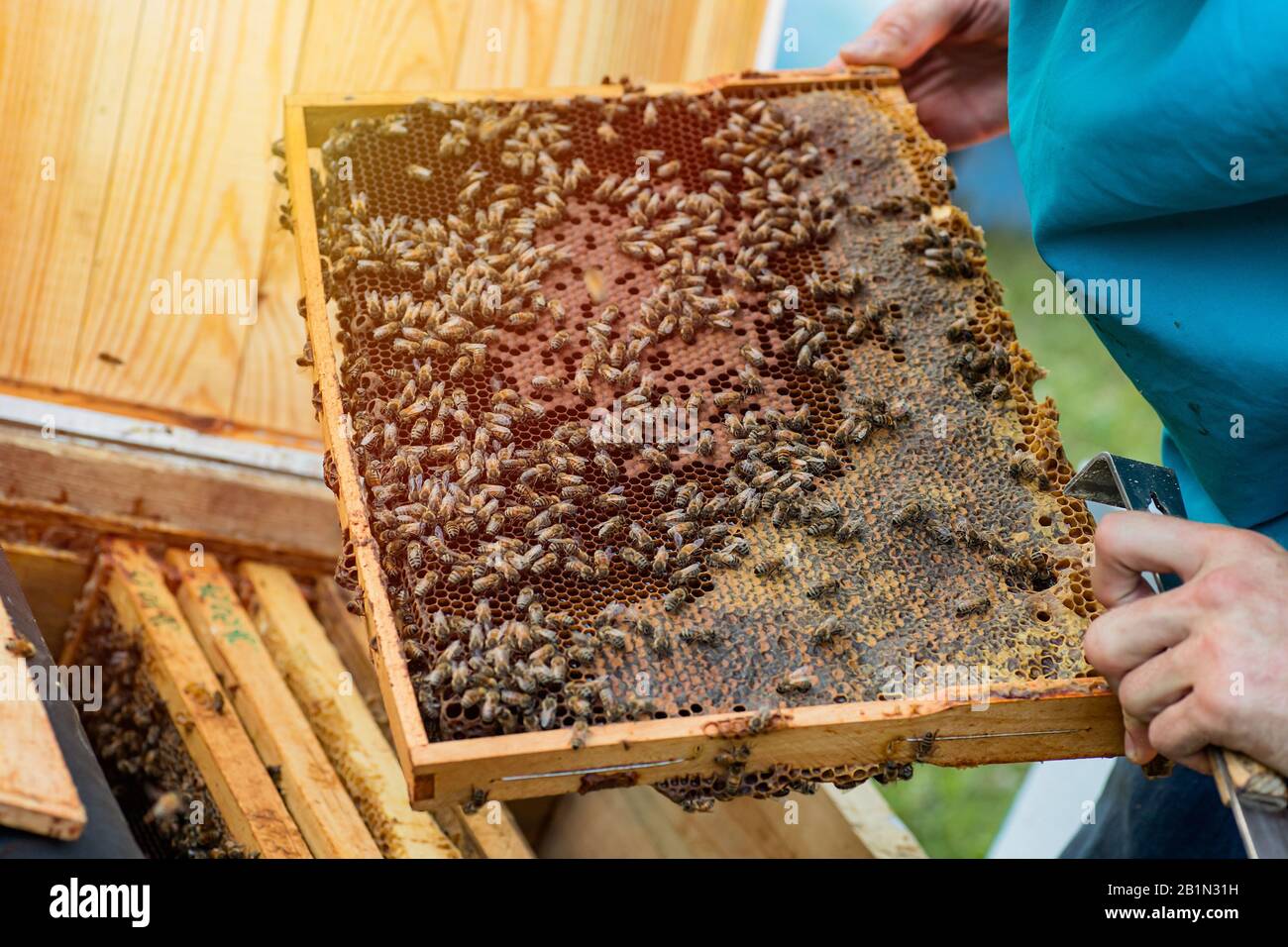 Frame of brood hi-res stock photography and images - Alamy