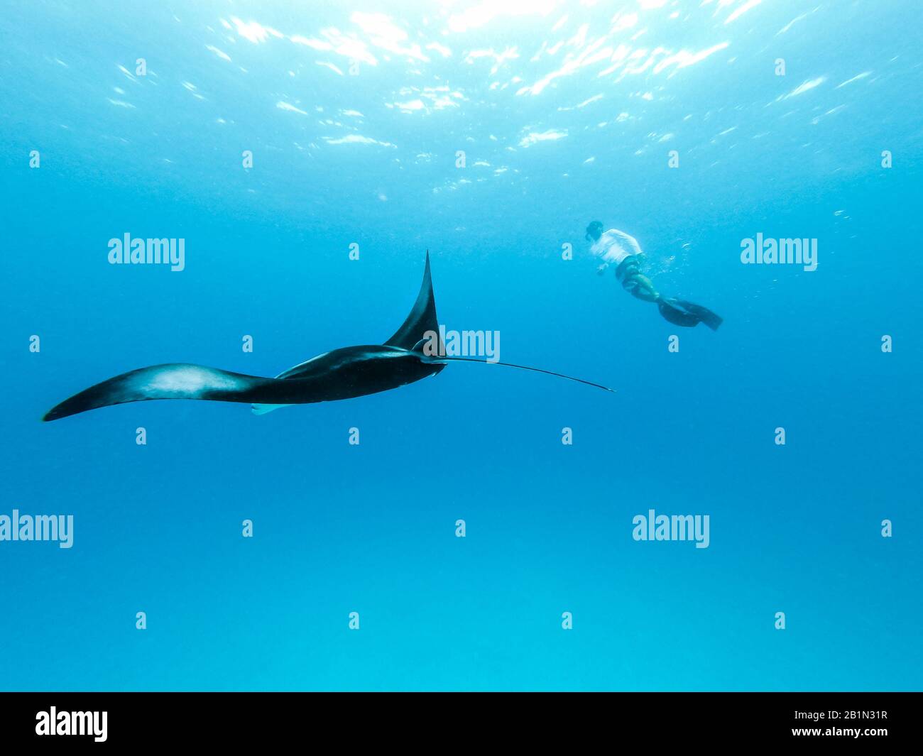 Underwater view of hovering Giant oceanic manta ray, Manta Birostris ...