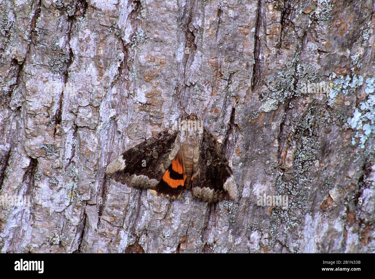 Center moth hi-res stock photography and images - Alamy