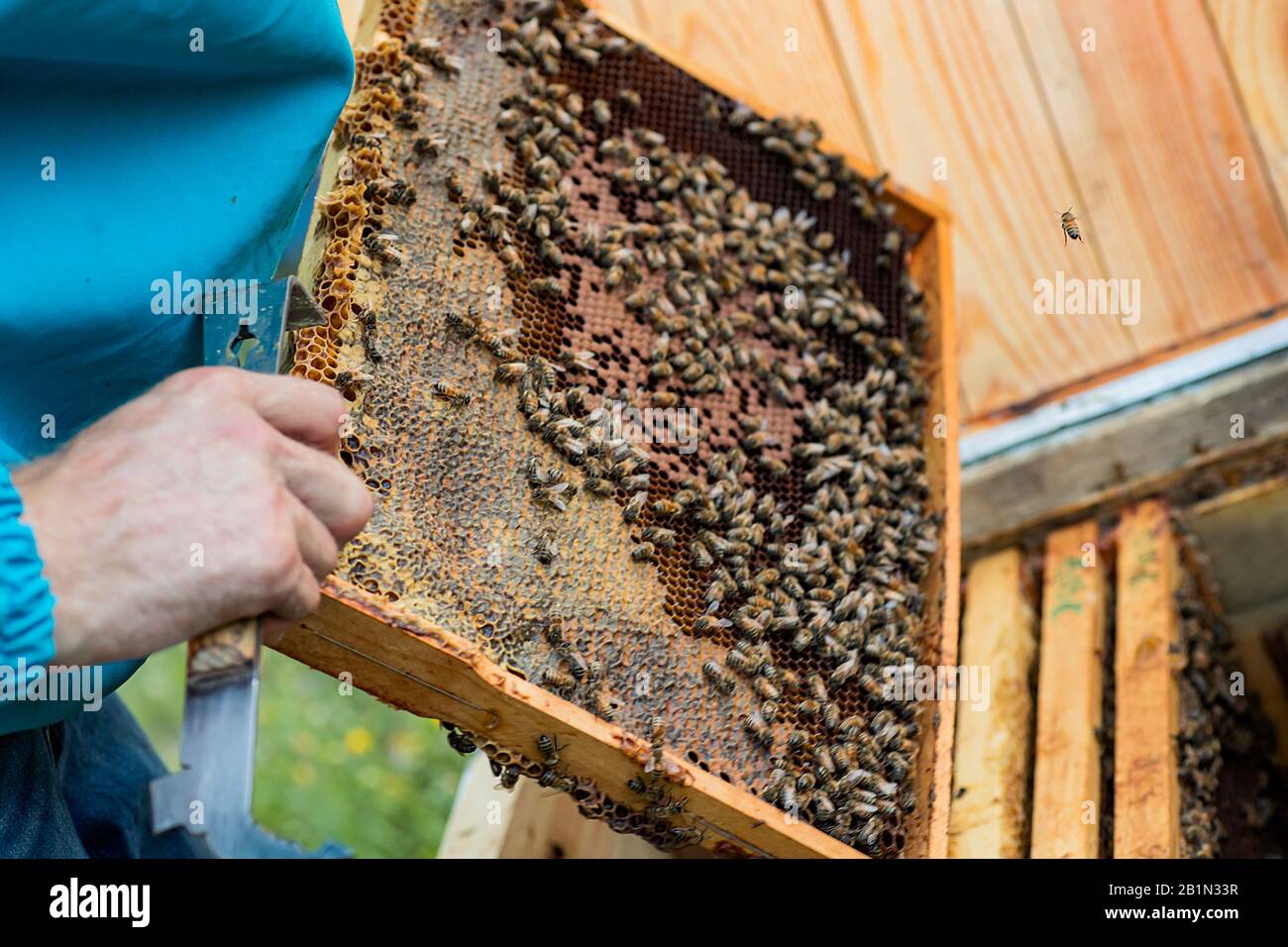Frame with honey bees, open and sealed brood and honey. working bee on ...