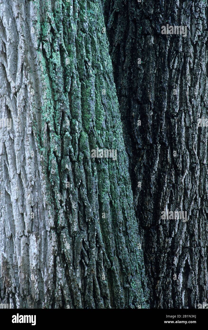 Walnut trunks, Florence Griswold Museum, Old Lyme, Connecticut Stock ...