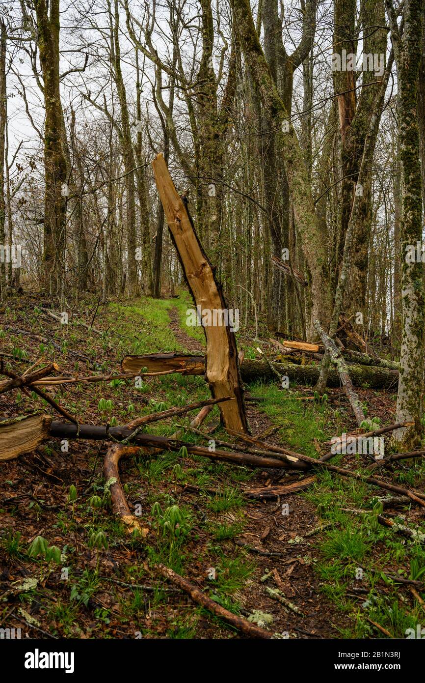 Large widow maker log stuck into trail in Smokies Stock Photo - Alamy
