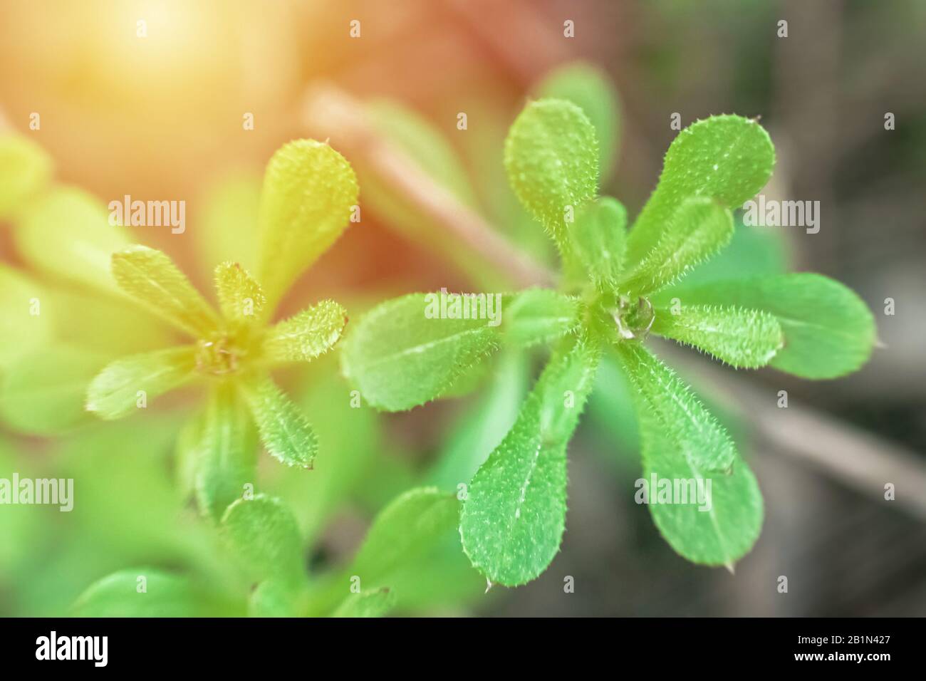 Galium aparine cleavers, catchweed, stickyweed, robin-run-the-hedge ...