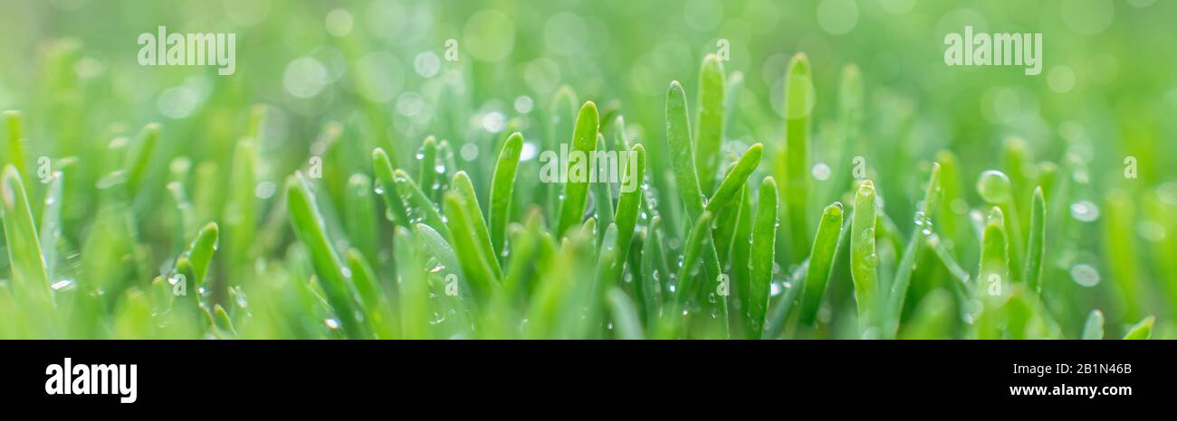 Polygonum aviculare, common knotgrass, prostrate knotweed, birdweed ...