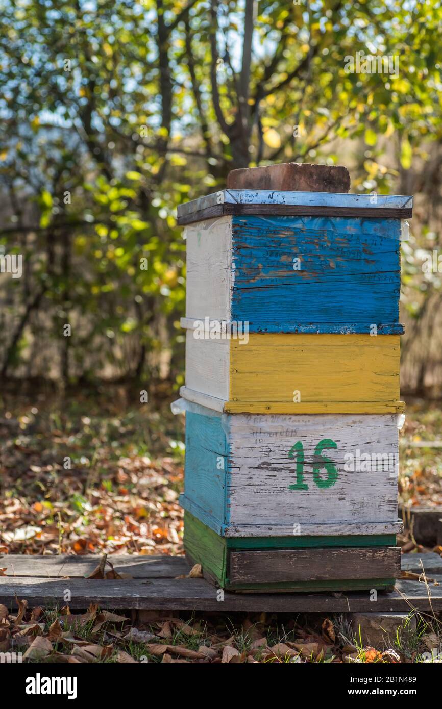 Multi-hulled hive on apiary. Beehives at a small private apiary garden ...