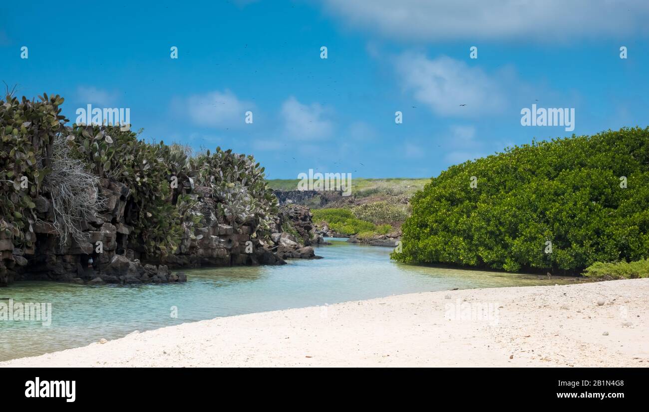 Genovesa island galapagos mangrove hi-res stock photography and images ...