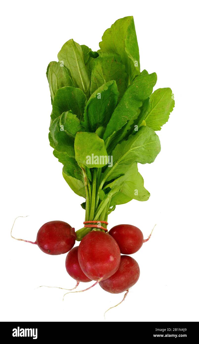 Group of five whole red radish with fresh green leaves isolated on ...