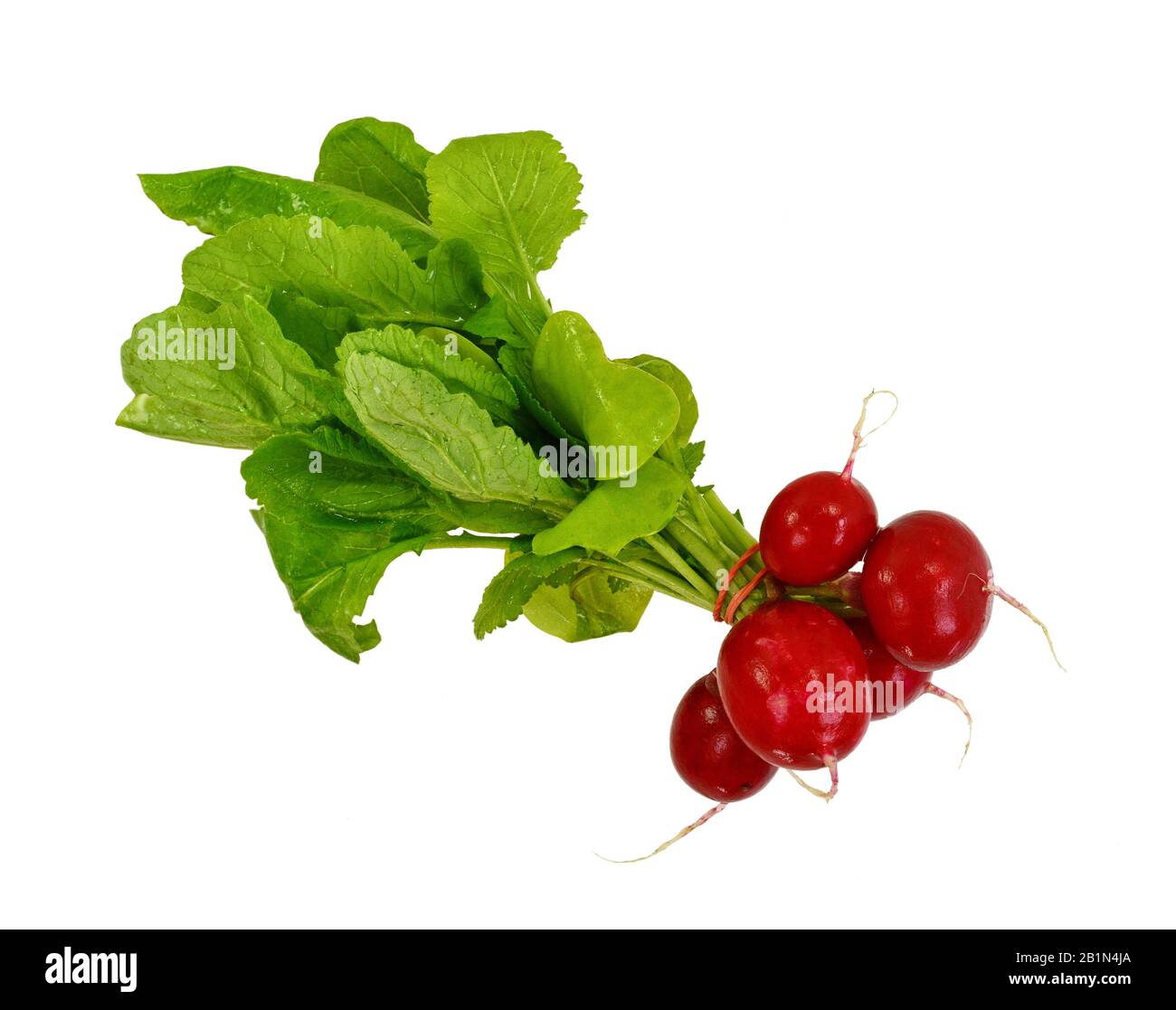 Group of five whole red radish with fresh green leaves isolated on ...