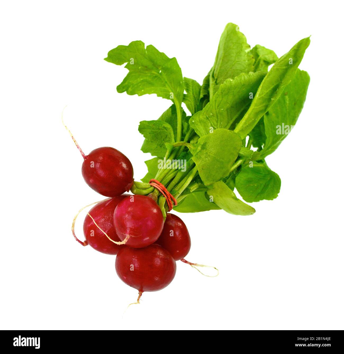 Group of five whole red radish with fresh green leaves isolated on ...