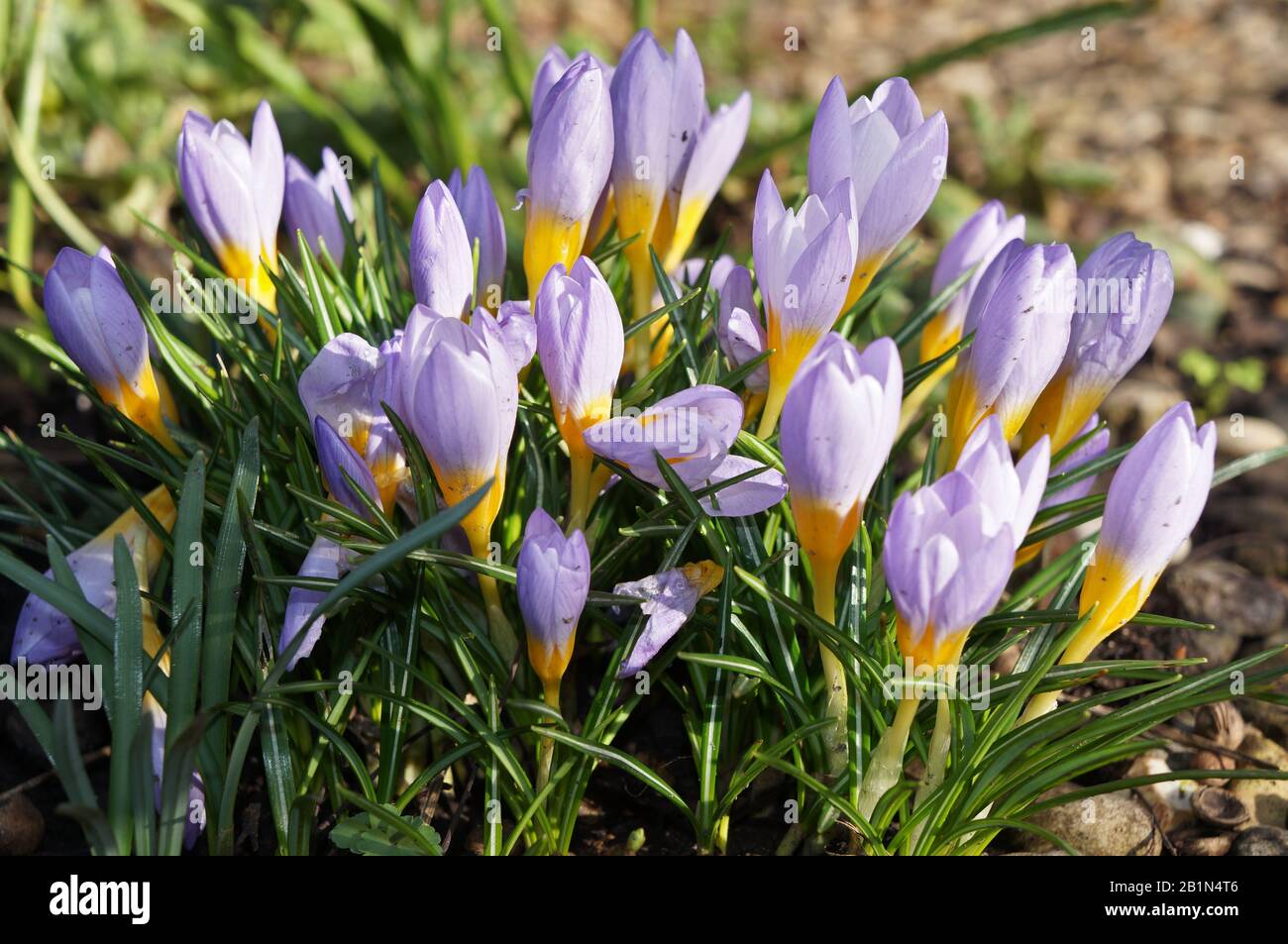 winter crocus krōkəs buds in the winter sunshine Stock Photo - Alamy