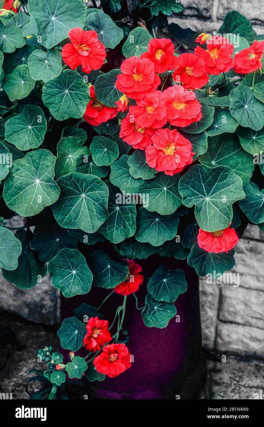 Nasturtium Primrose Jewel Tropaeolum majus with lots of flowers in ...