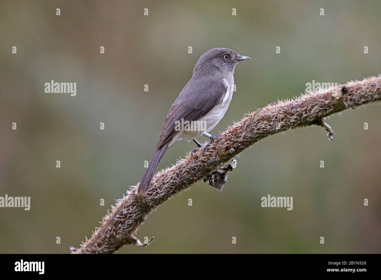 Abyssinian slaty flycatcher hi-res stock photography and images - Alamy