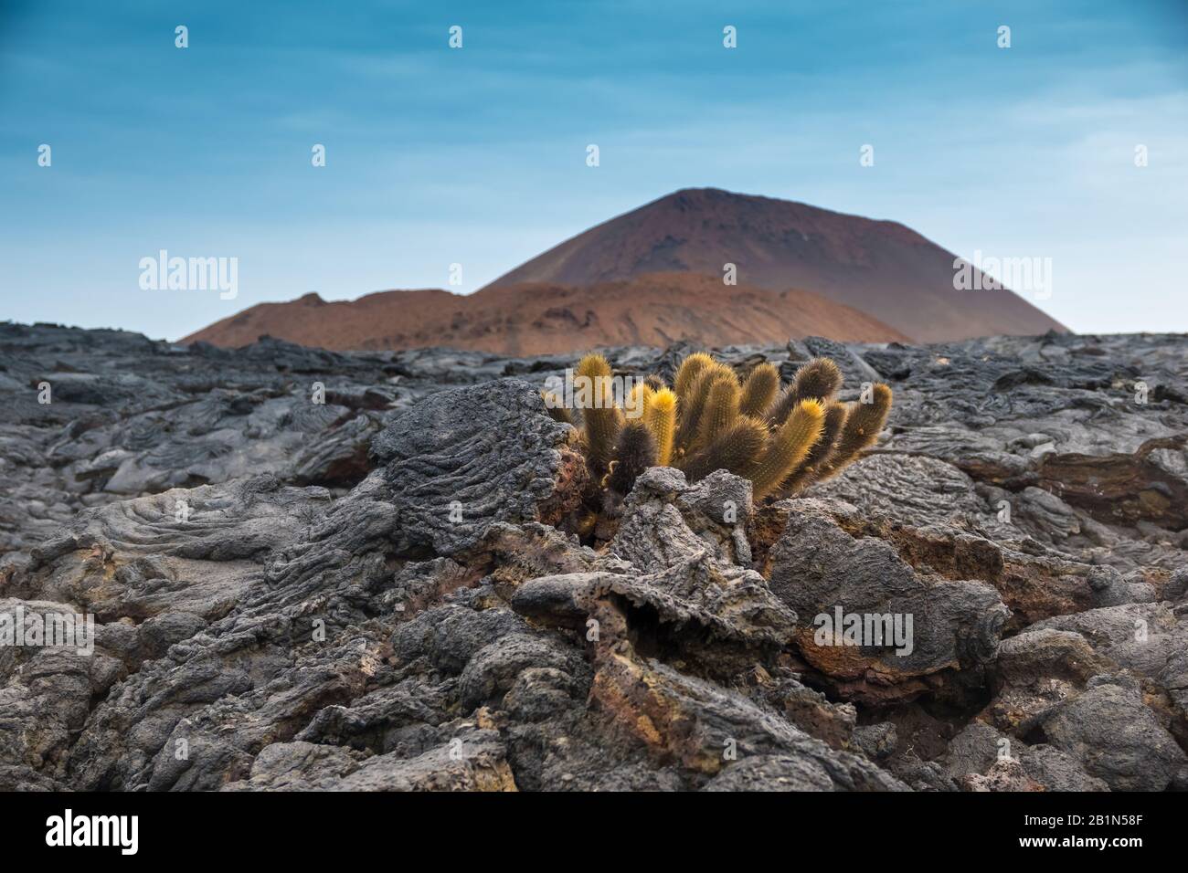 Lava Volcano Plant High Resolution Stock Photography and Images - Alamy
