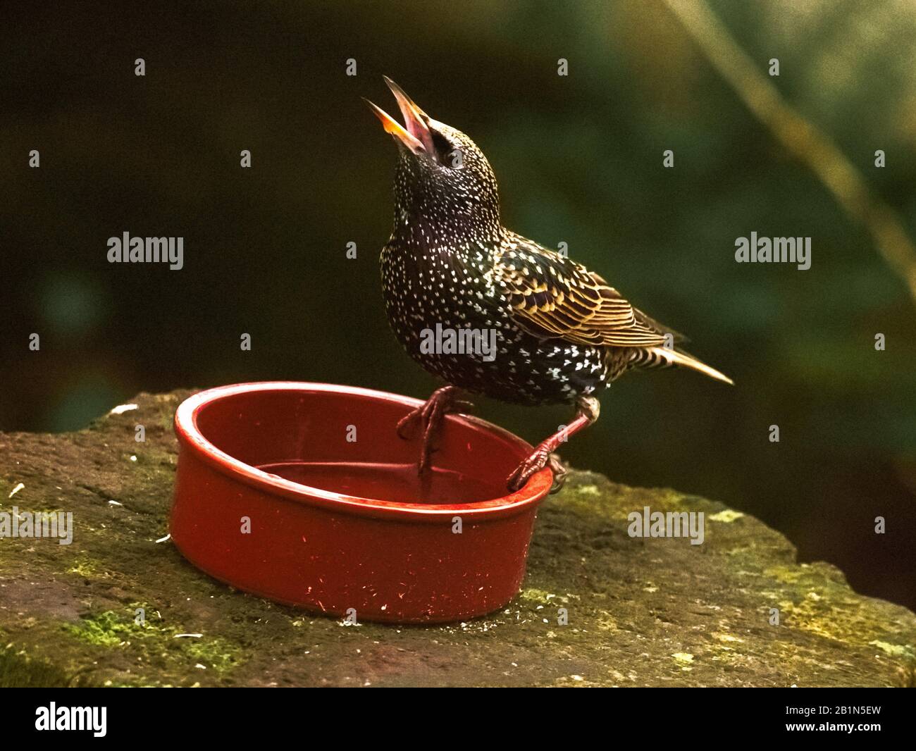 Drinking star hi-res stock photography and images - Alamy