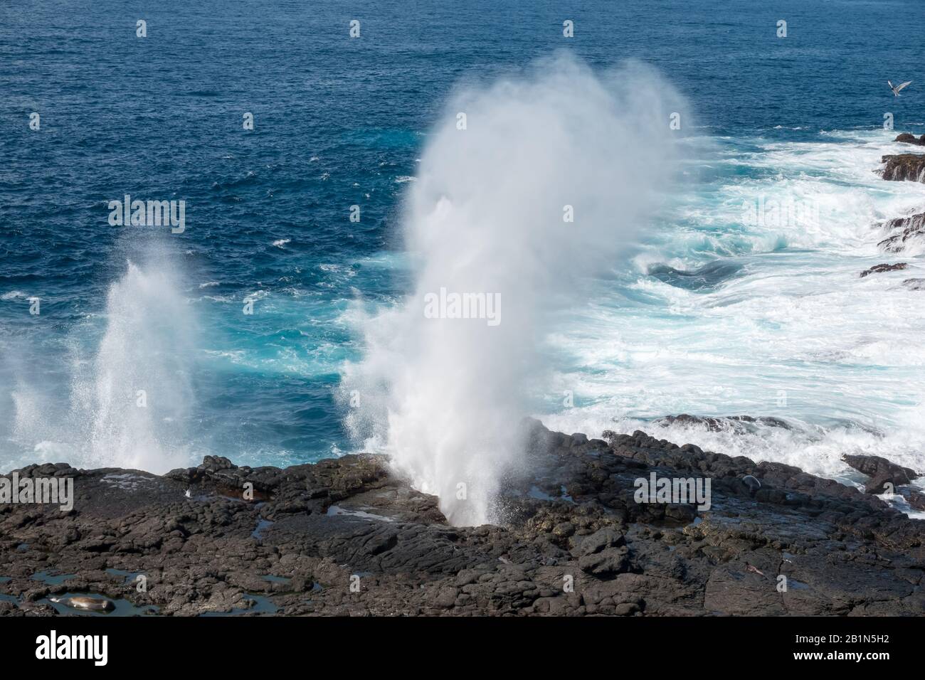 The Pacific ocean surf generate huge geyser-line water towers through ...
