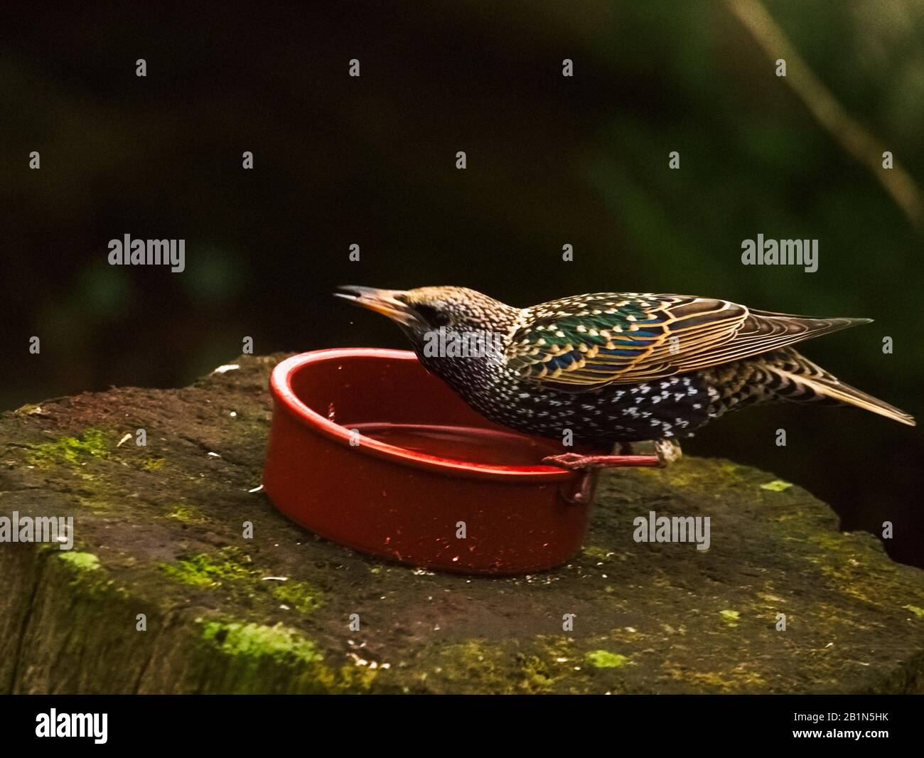 Star Bird High Resolution Stock Photography and Images - Alamy