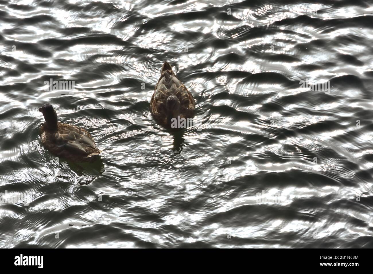 Reflections of wild animals hi-res stock photography and images - Alamy