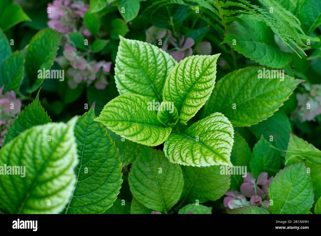 beautiful wallpaper with plant leaves and flowers Stock Photo - Alamy