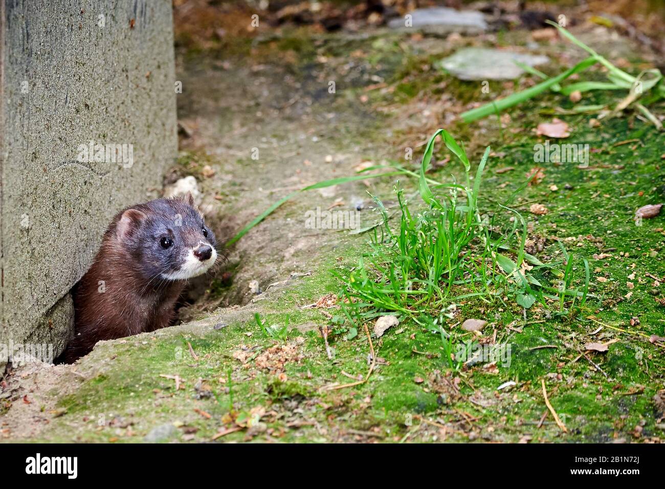 Mustela lutreola europe hi-res stock photography and images - Alamy