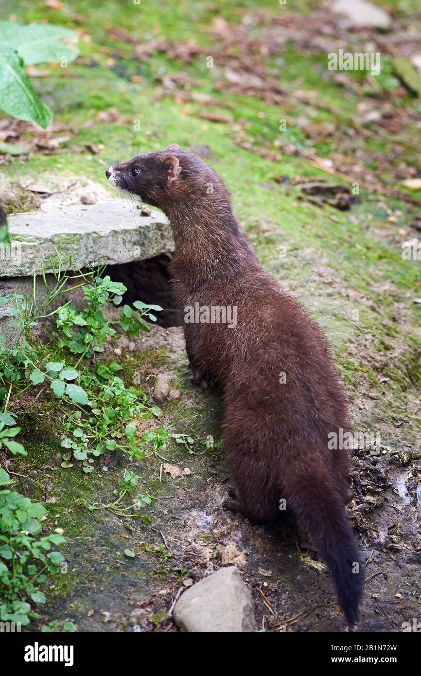 Mustela lutreola hi-res stock photography and images - Alamy