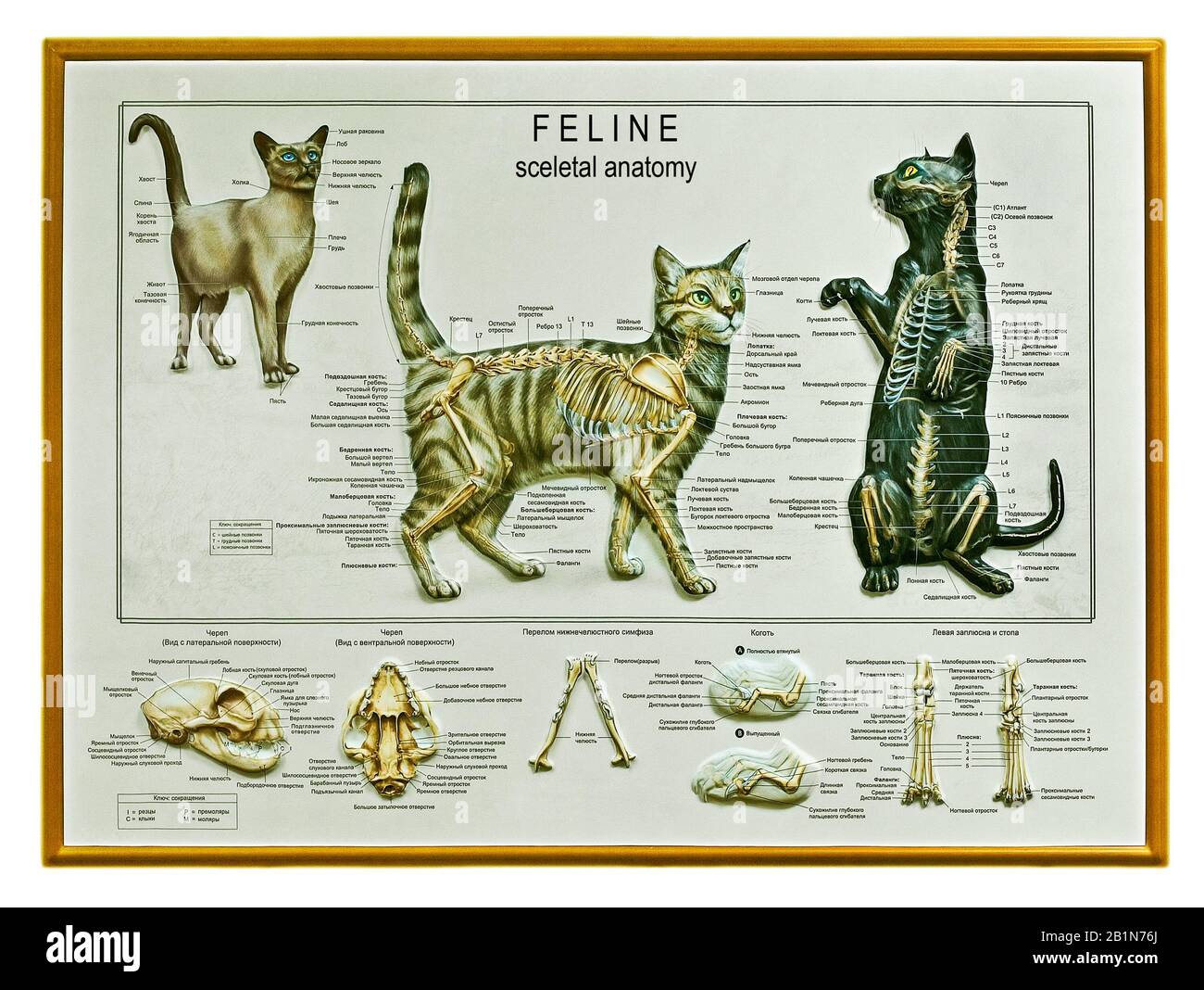 Instructional system Cut Out Stock Images & Pictures - Alamy