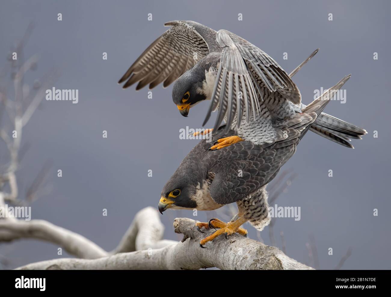 Falcon attacking hi-res stock photography and images - Alamy