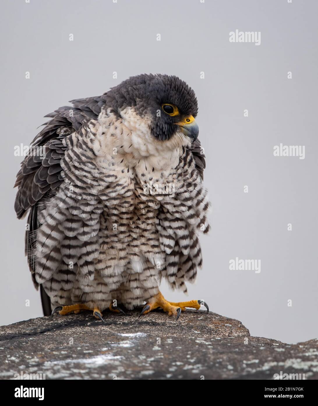 Attacking falcon hi-res stock photography and images - Alamy